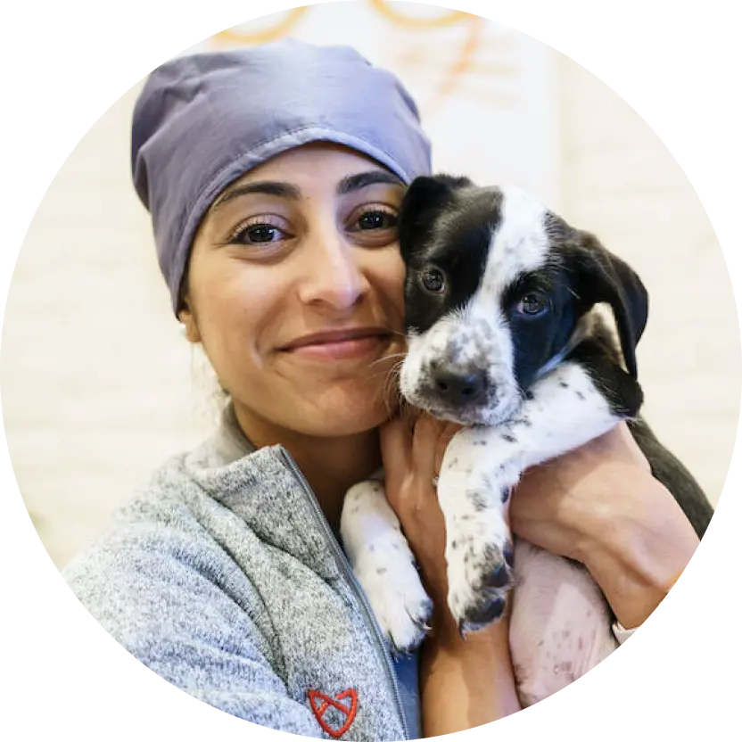 About Mixlab | Online Veterinary Pharmacy